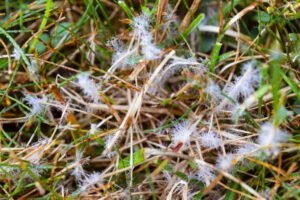 How to Use Lawn Fungicides to Keep Your Grass Healthy and Beautiful ...