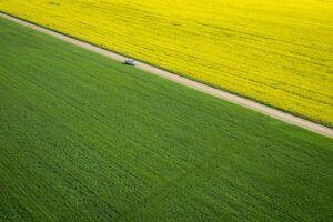 Iron for Lawns: A Comprehensive Guide to Boosting Greenery and Health ...